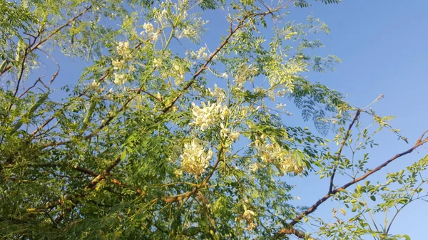 Mimosa tree Stock Photos, Royalty Free Mimosa tree Images | Depositphotos