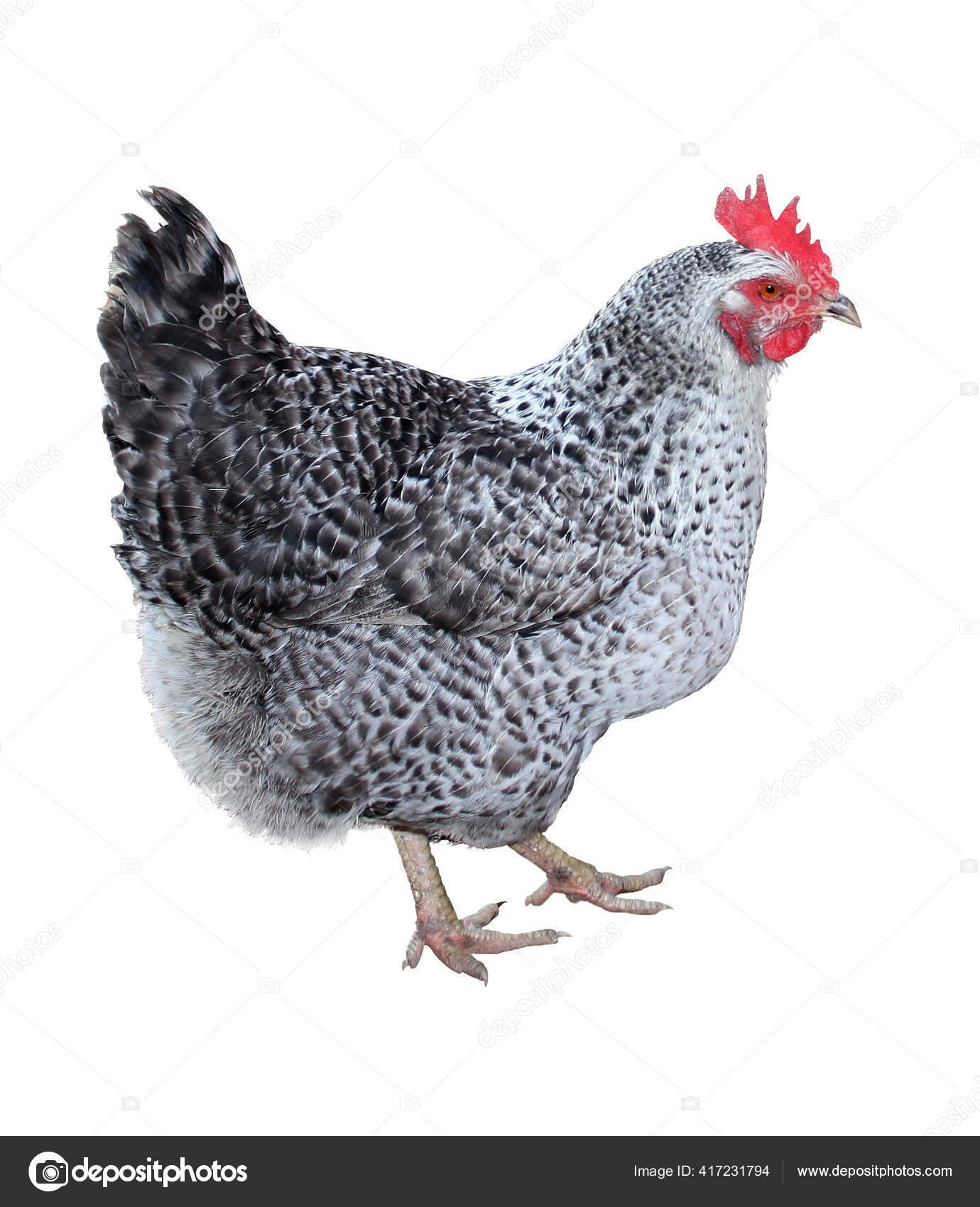Breeding Breed Spotted Gray Domestic Hen Background White Hen Bird ...