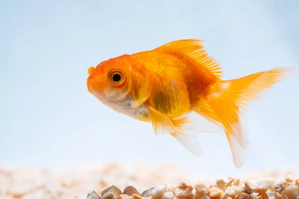 Método de goldfish Stock Photos, Royalty Free Método de goldfish Images ...