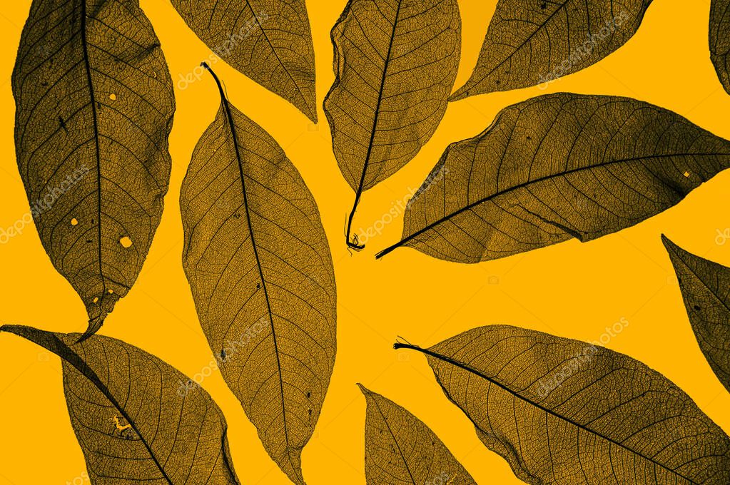 Patr n de esqueletos de hojas secas sobre fondo amarillo negrita. Estructura de las venas. 2024