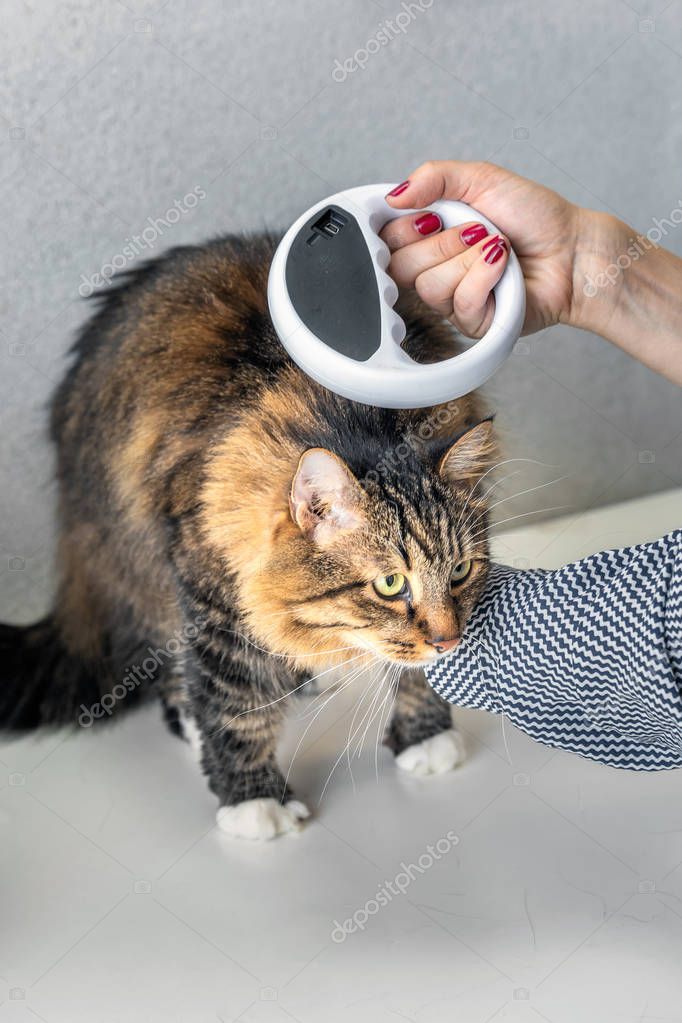 El veterinario comprueba el microchip de un gato con Microchip Scanner ...