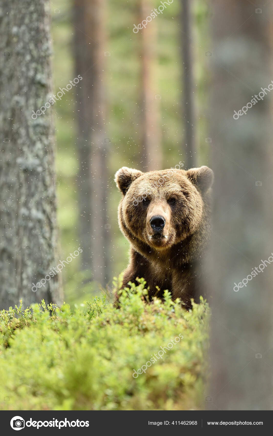 Brown Bear Tree Forest Stock Photo by ©erikmandre 411462968