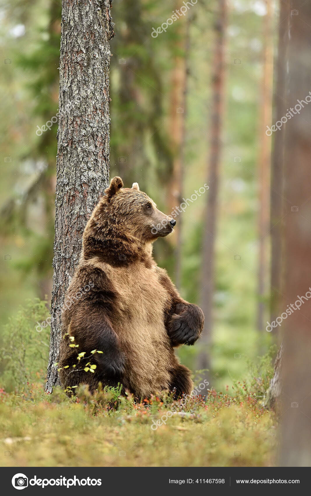 Bear Tree On Its Back