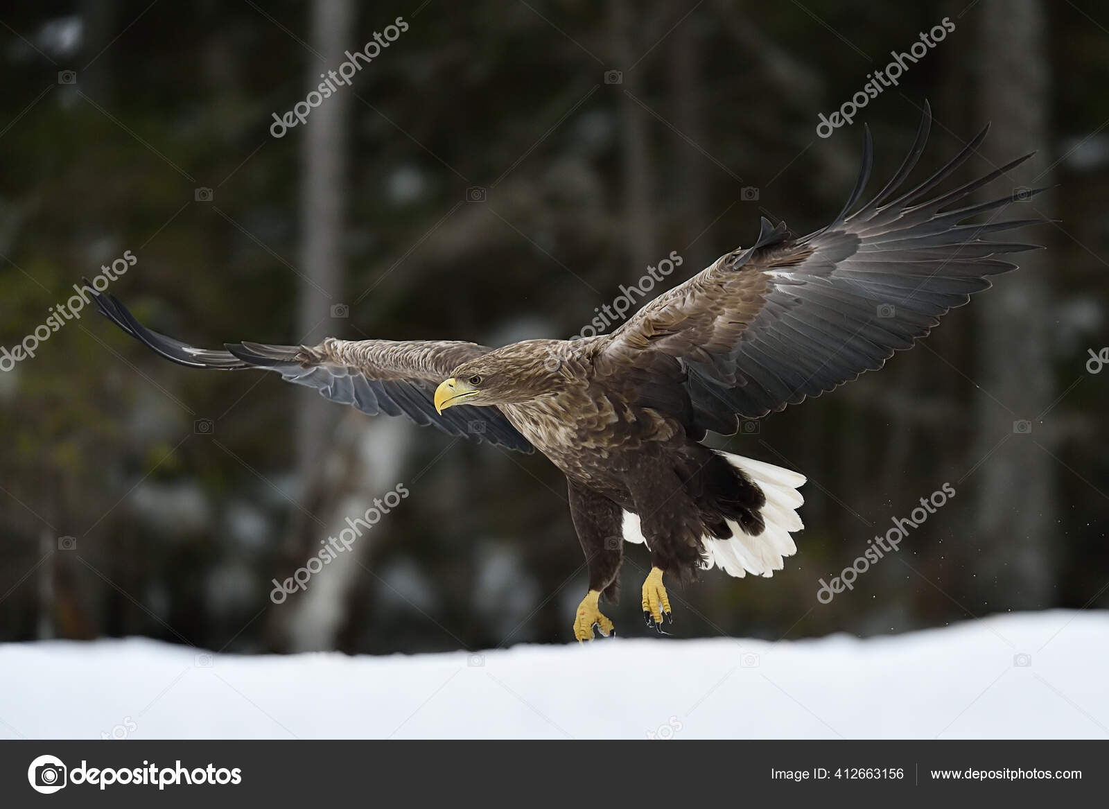 Eagle Landing Front View