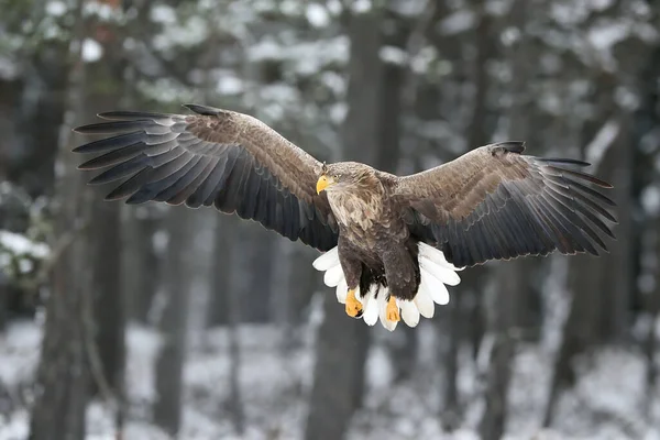 Aigle royal volant images libres de droit, photos de Aigle royal volant ...