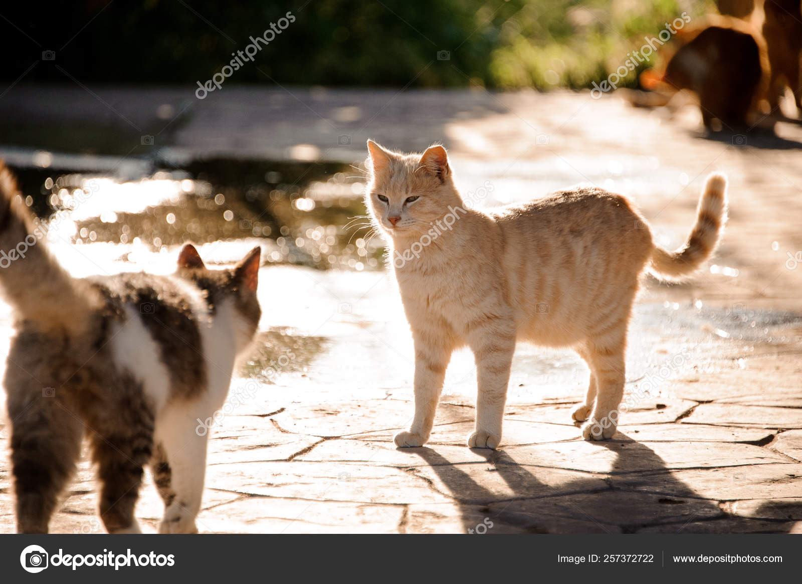 Two Cats Walking Together