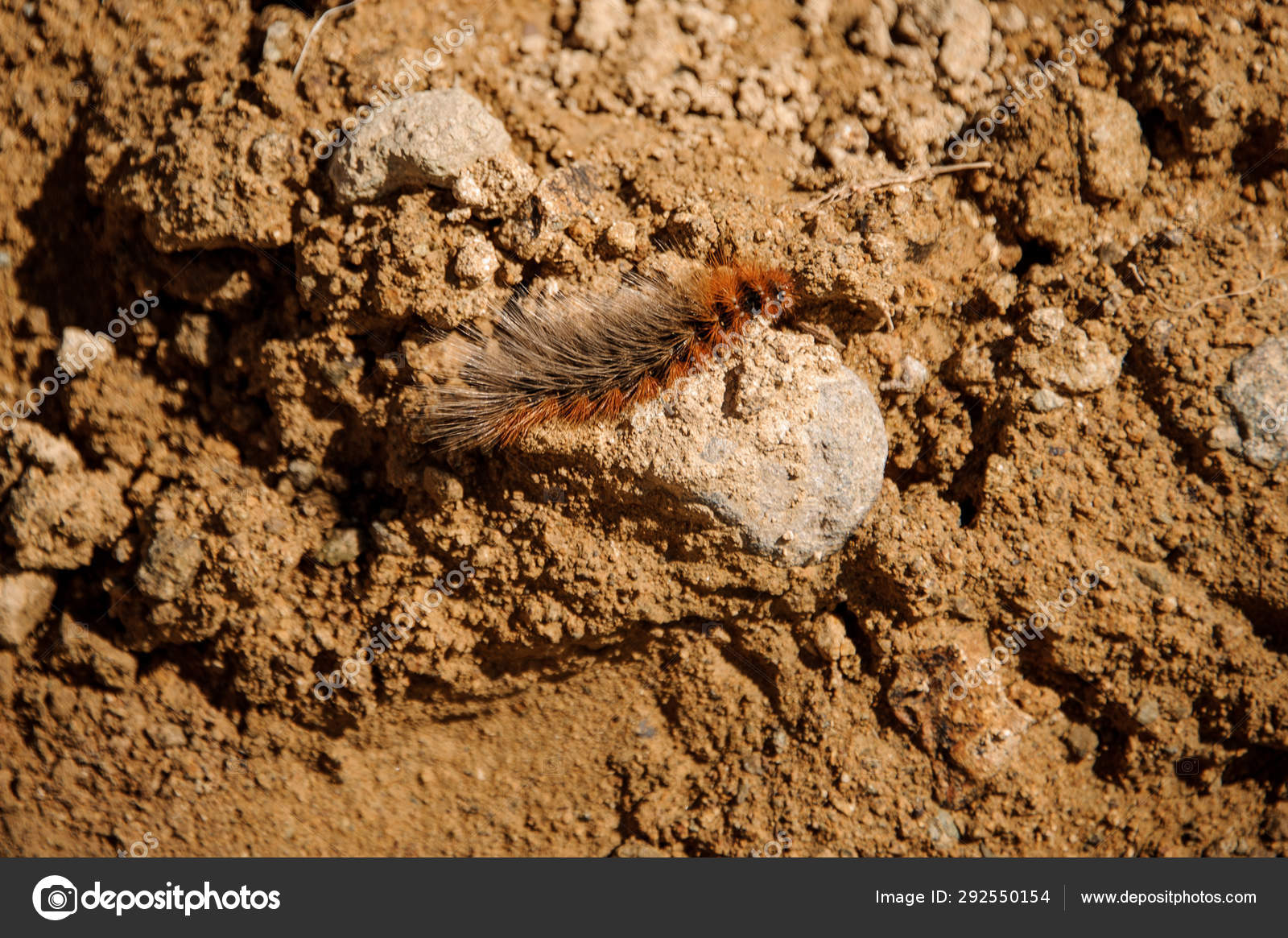 Cute little brown furry centipede on the rock Stock Photo by ©Fesenko ...