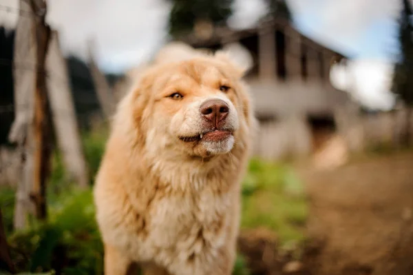 Angry ginger dog looking at the side on the road - Stock Image - Everypixel