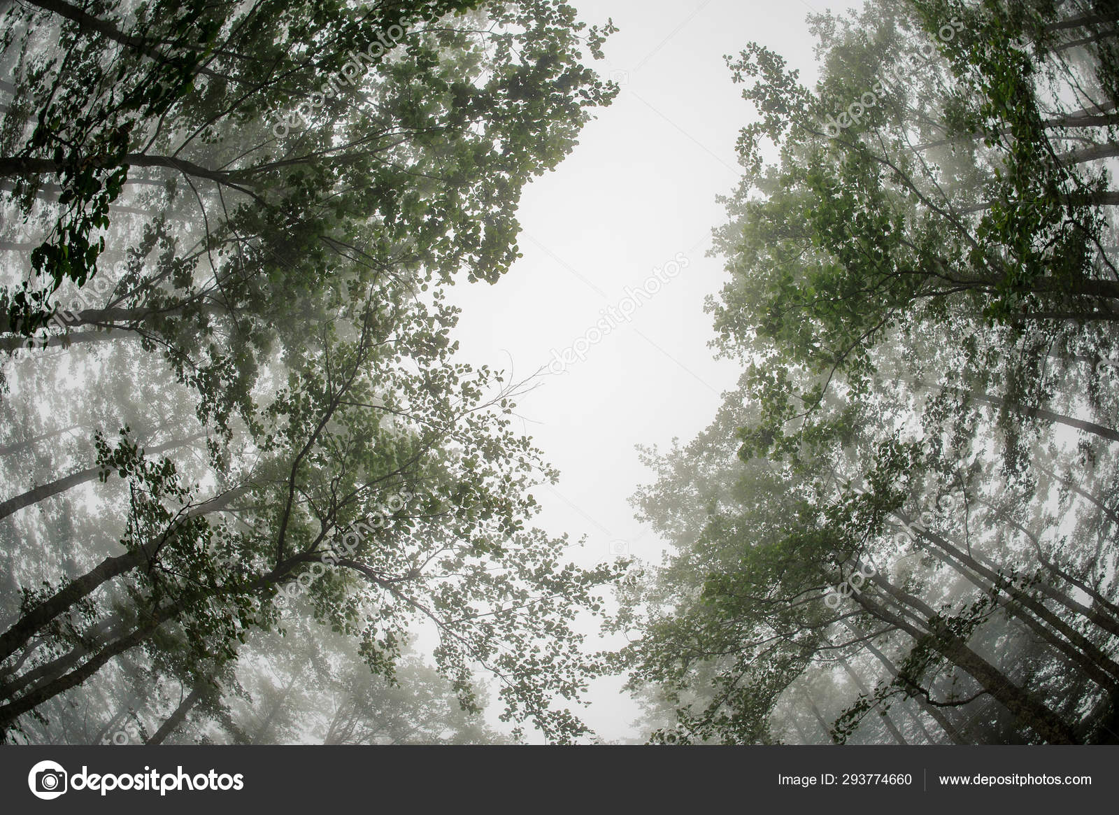 Fish-eye photo from below of the green thin tall tree trunks forest ...