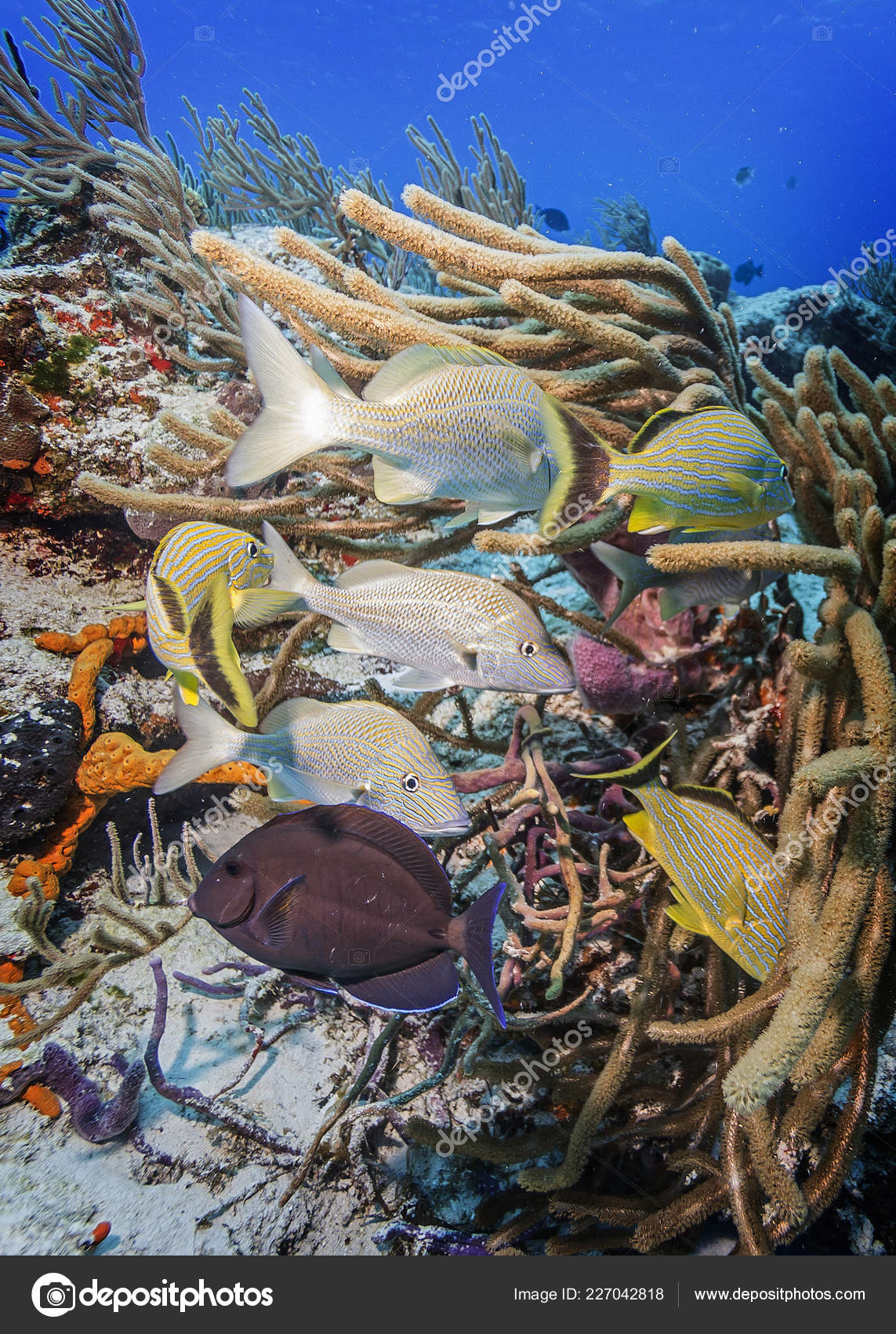 Maldives Freakish Coral Reefs Shelf Amaze Colorful Abundance Exotic ...