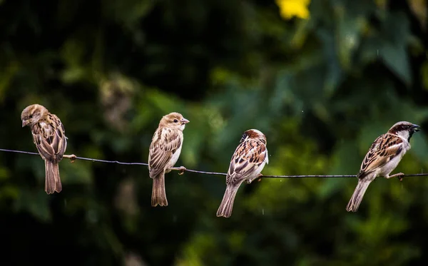 American sparrows Stock Photos, Royalty Free American sparrows Images ...