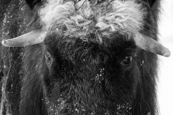 Aro nariz de toro Stock Photos, Royalty Free Aro nariz de toro Images ...