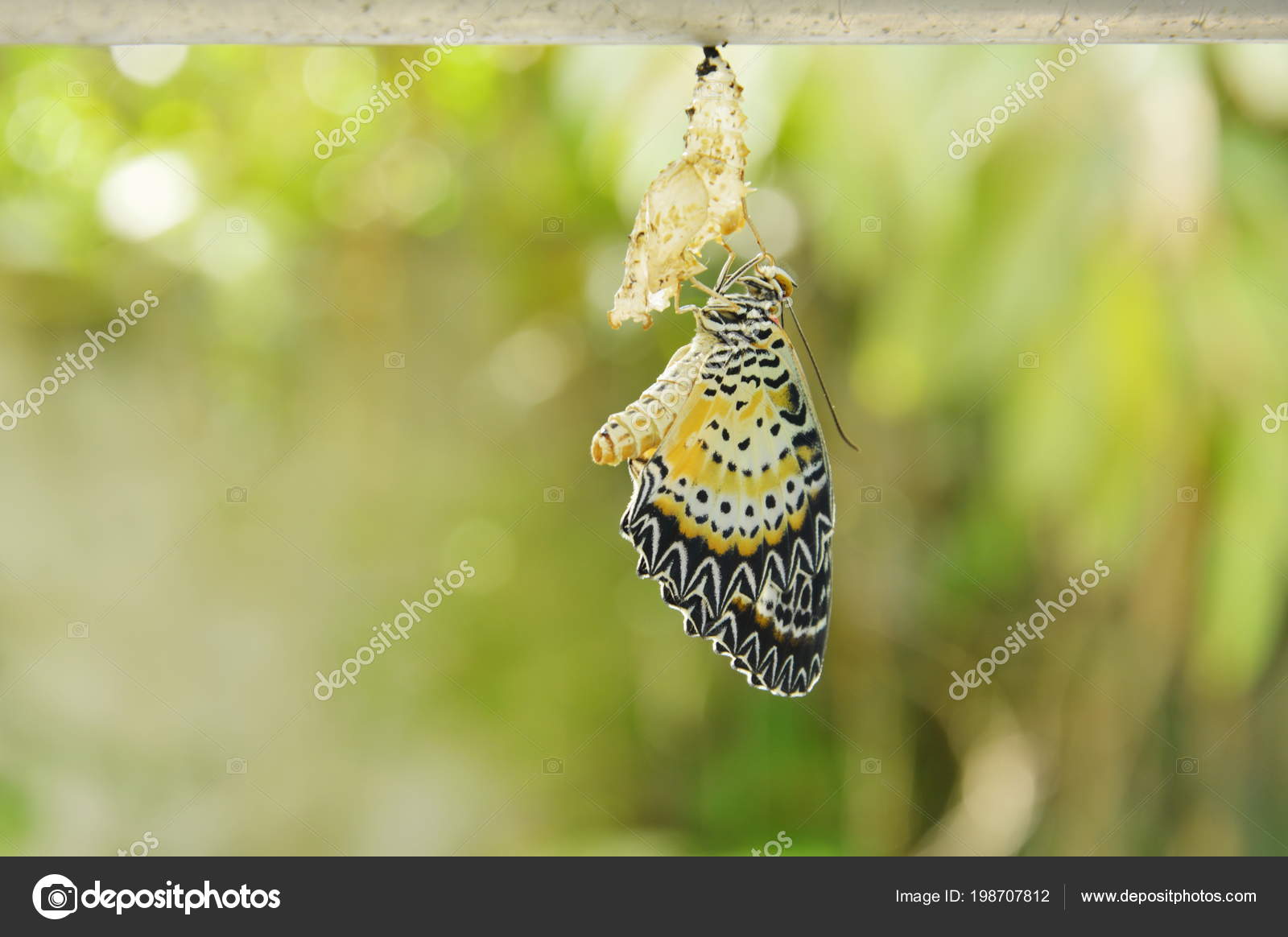 Butterfly Metamorphosis Cocoon Prepare Flying Aluminum Clothes Line ...