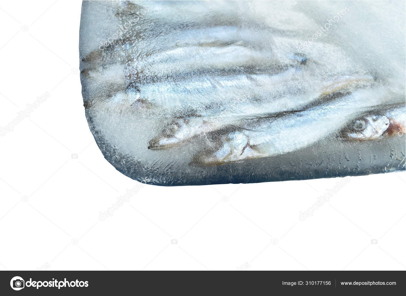 Raw Capelin Fish Shishamo Japanese Language Frozen Ice — Stock Photo ...