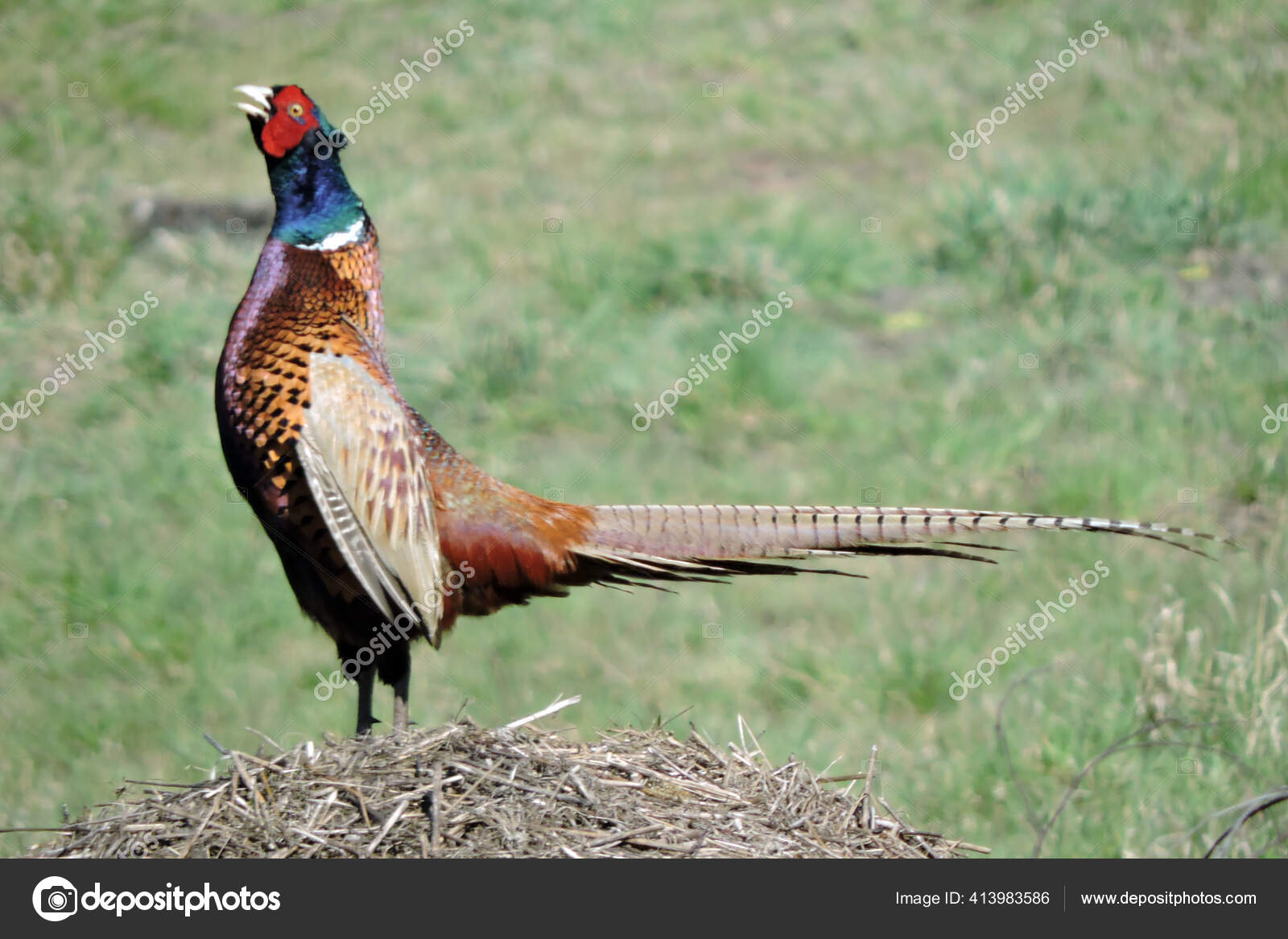 Faisán Gallo Colorido Pie Sobre Montón Heno Seco Haciendo Sonido — Foto ...
