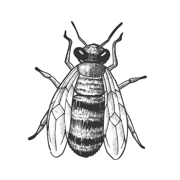 Color Abeja rayada Volando Insecto Animal Vista superior Vector Vector ...