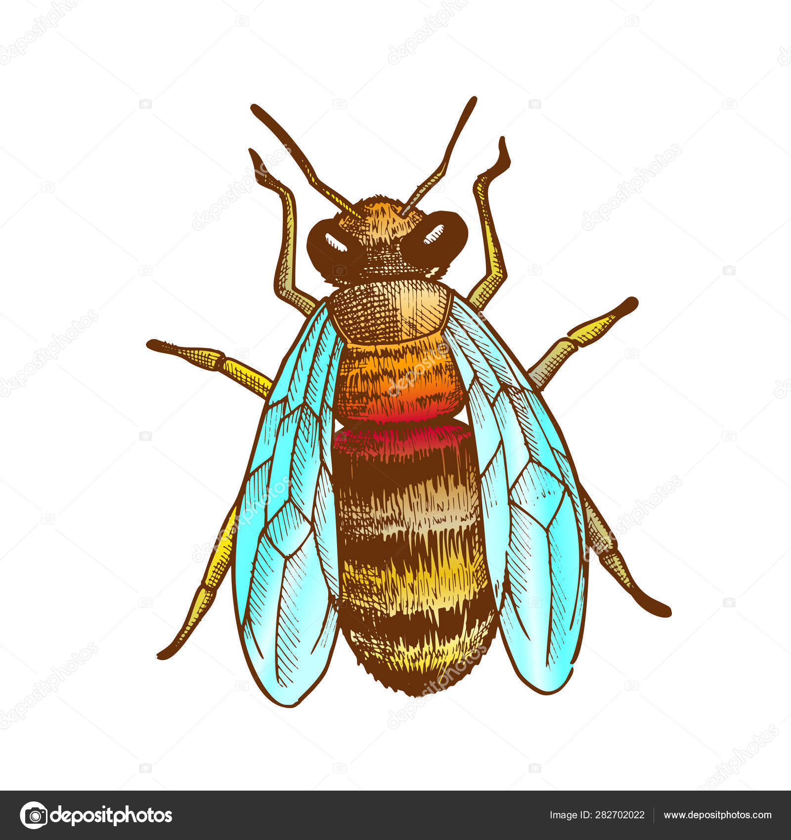 Color Abeja rayada Volando Insecto Animal Vista superior Vector Vector ...