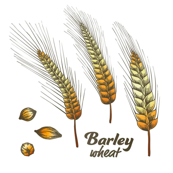 Barley sketch vector illustration. Ear of barley Stock Vector Image by ...
