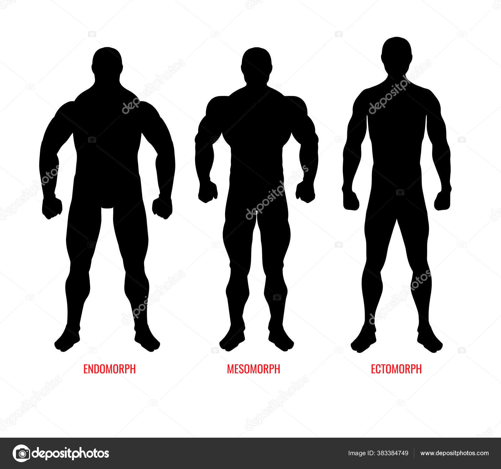 Men body types diagram with three somatotypes vector Stock Vector Image ...