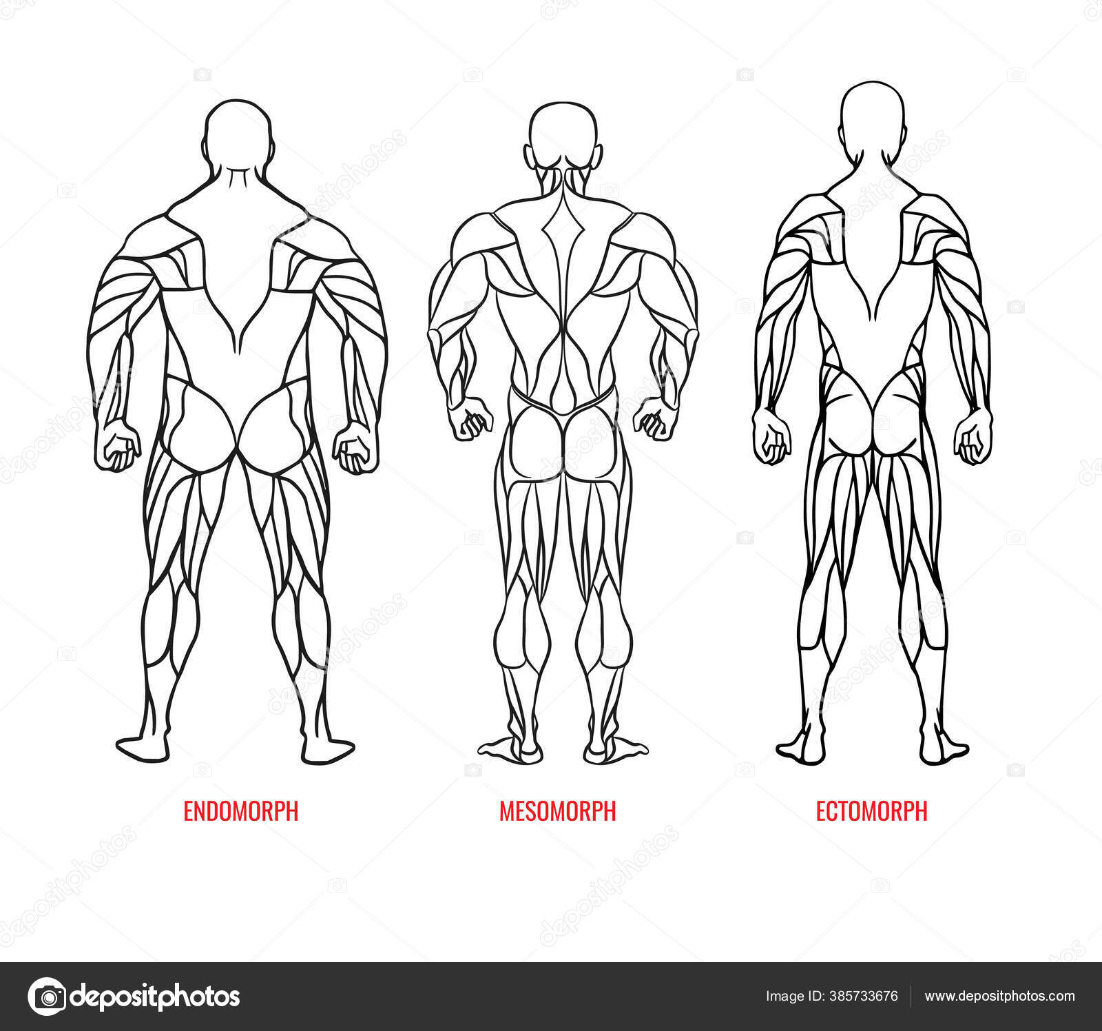 Ectomorph, mesomorph, endomorph black outline silhouettes back view ...