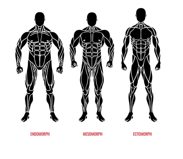 Men body types Vector Images, Royalty-free Men body types Vectors ...