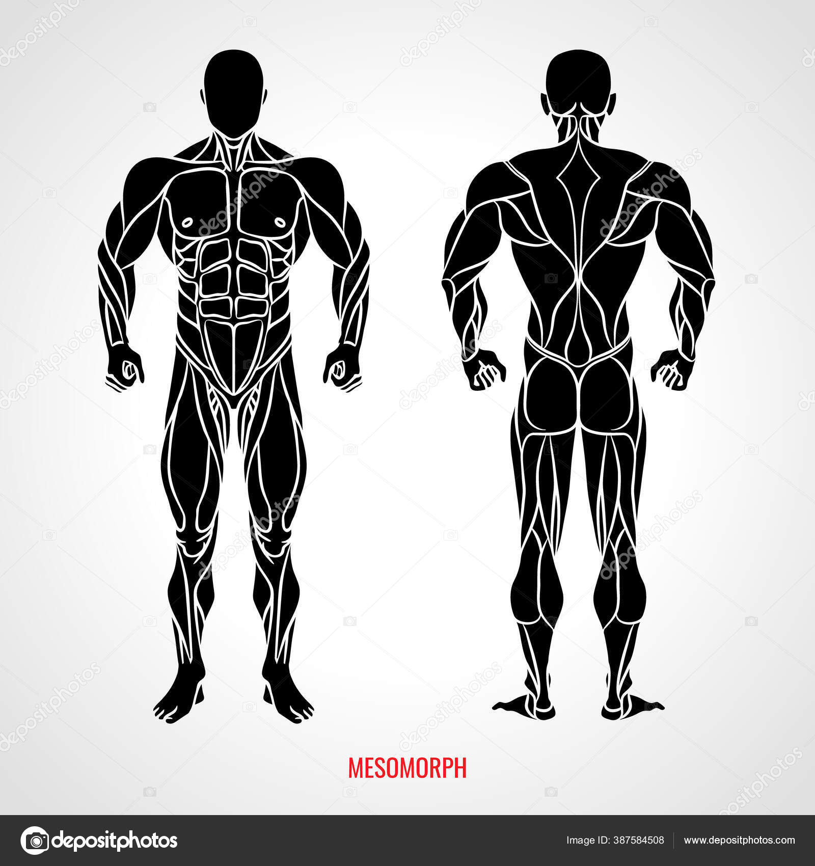 Tipo de cuerpo Mesomorfo. Vista frontal y trasera. Ilustración ...