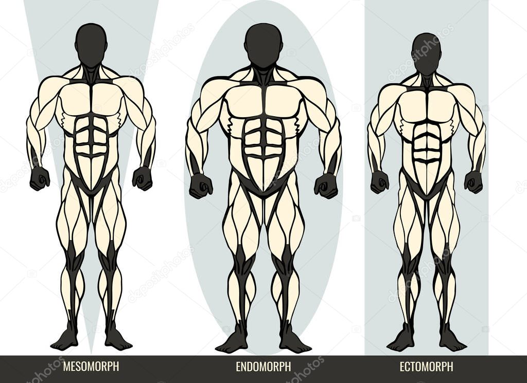 Diagrama de los tipos de cuerpo de los hombres con los tres somatotipos ...
