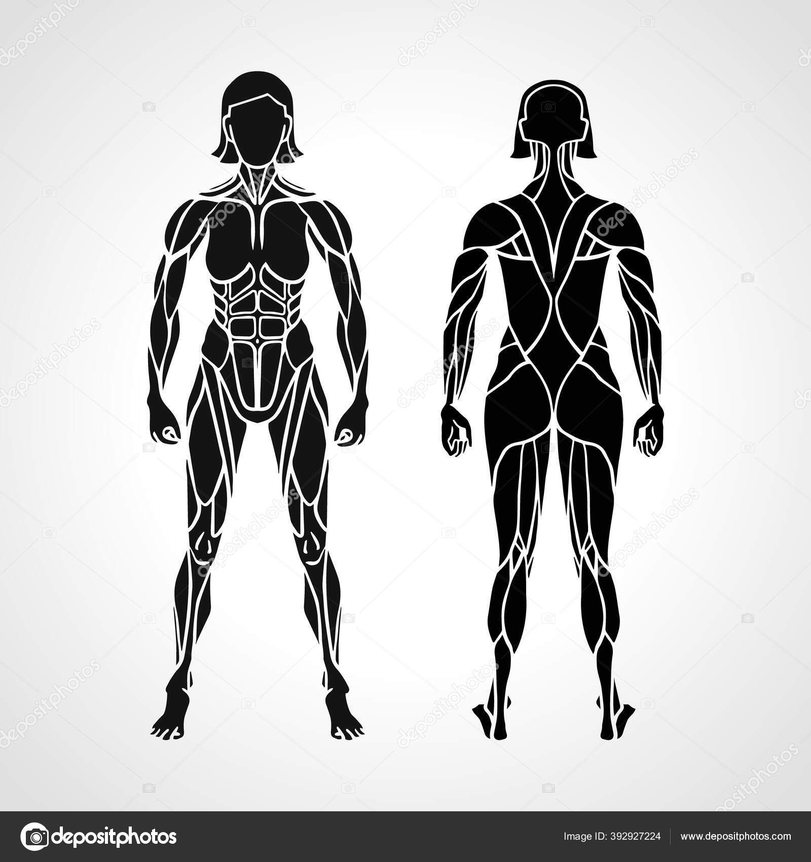 Female Body Diagram Organs The Female Muscular System Laminated