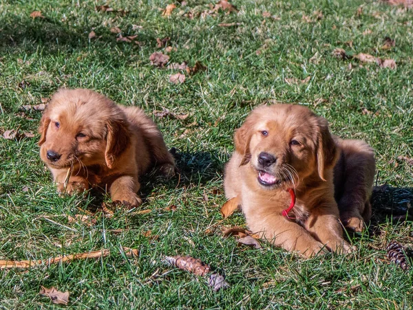 Chiots griffons images libres de droit, photos de Chiots griffons ...