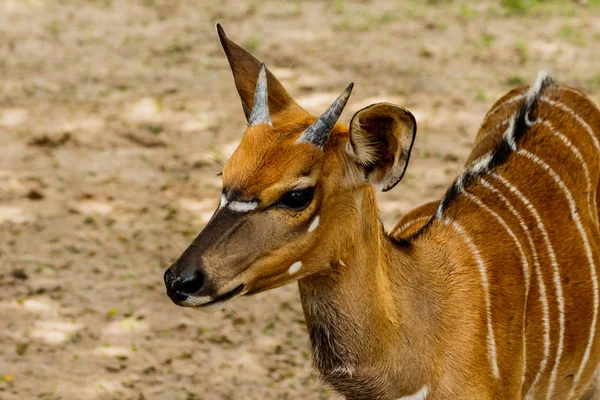 Mountain bongo Stock Photos, Royalty Free Mountain bongo Images ...