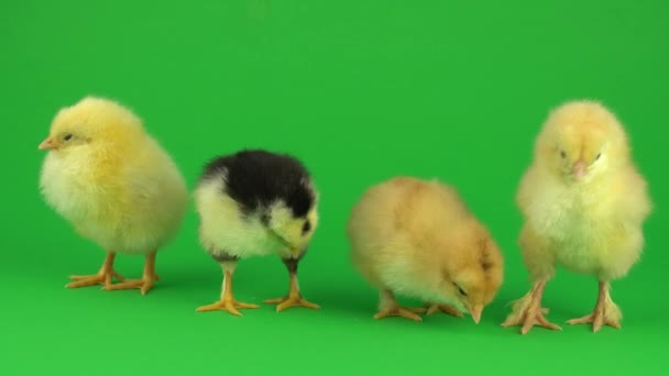 1,220 Decorative chicken Videos, Royalty-free Stock Decorative chicken ...