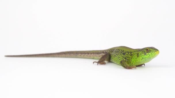 11,917 Lizard Videos, Royalty-free Stock Lizard Footage | Depositphotos