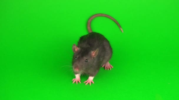 466 Carta africa Videos, Royalty-free Stock Carta africa Footage ...