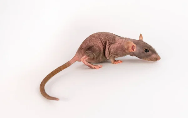 Hairless rat Stock Photos, Royalty Free Hairless rat Images | Depositphotos