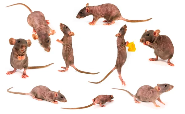 2,159,951 imágenes de Different rats collection rat poses and exercises ...