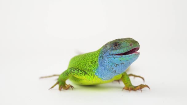 11,917 Lizard Videos, Royalty-free Stock Lizard Footage | Depositphotos