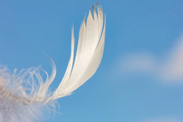 White Feathers Blue Sky Background — Stock Photo © PantherMediaSeller ...