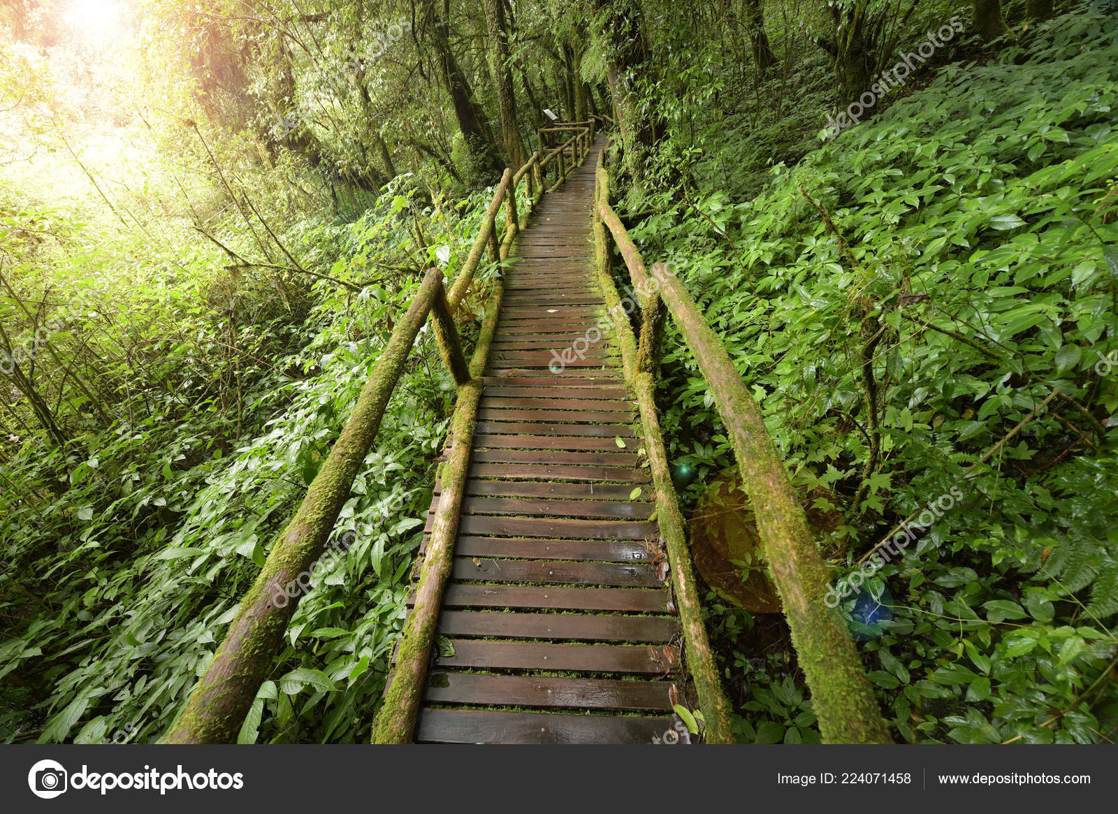 Walk Way Deep Forest — Stock Photo © nimon_t #224071458