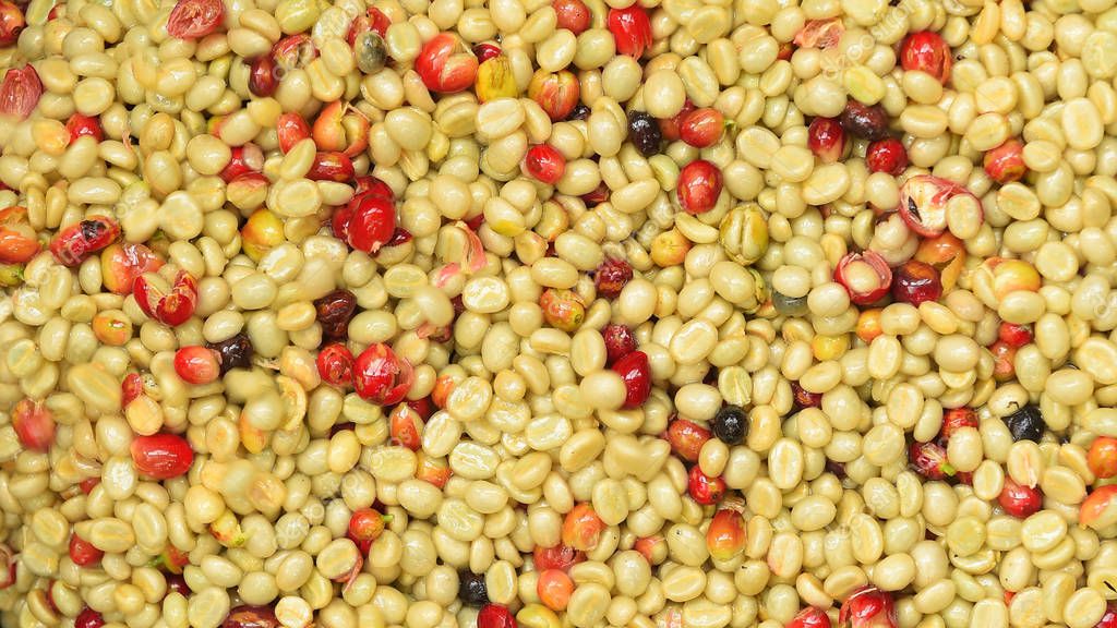 Granos de café, en el método de fermentación y lavado de procesamiento ...