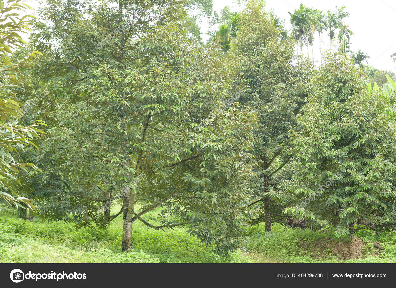 Durian Tree In Rainforest