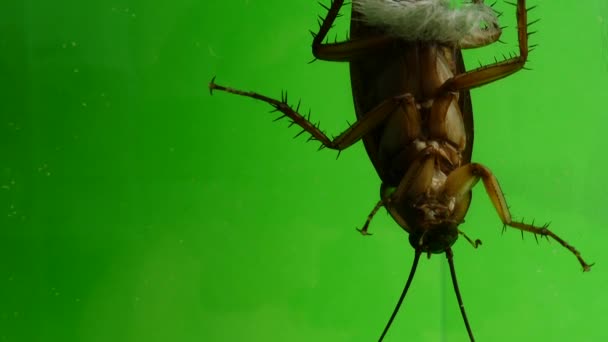 American cockroach Stock Photo by ©smuayc 31662467