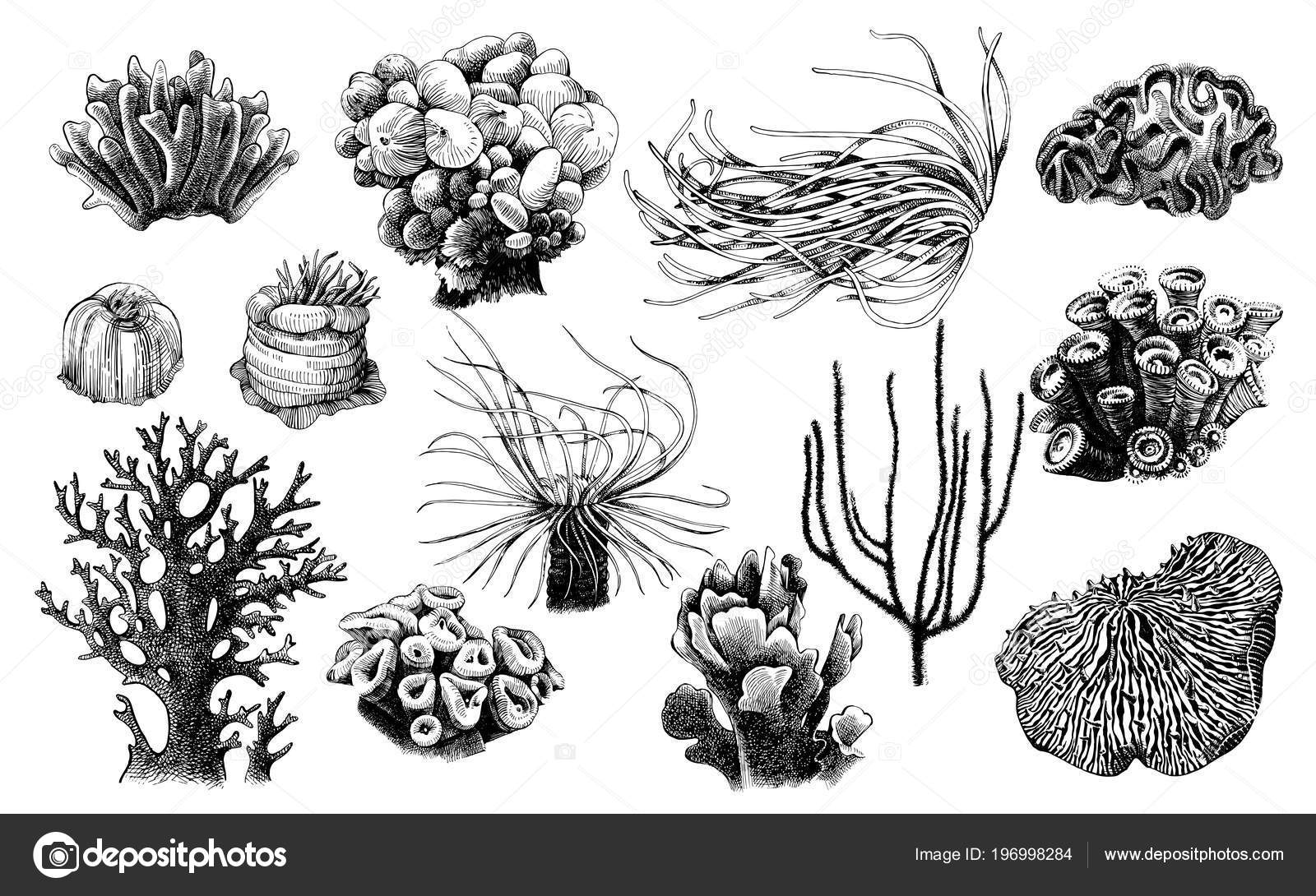 Coral Reefs Drawing