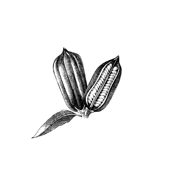 100,000 Sesame seed Vector Images | Depositphotos