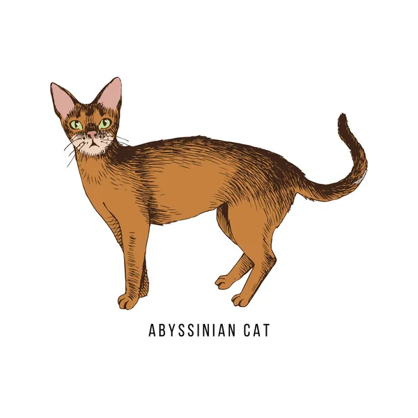 Abyssinian Stock Vectors, Royalty Free Abyssinian Illustrations ...