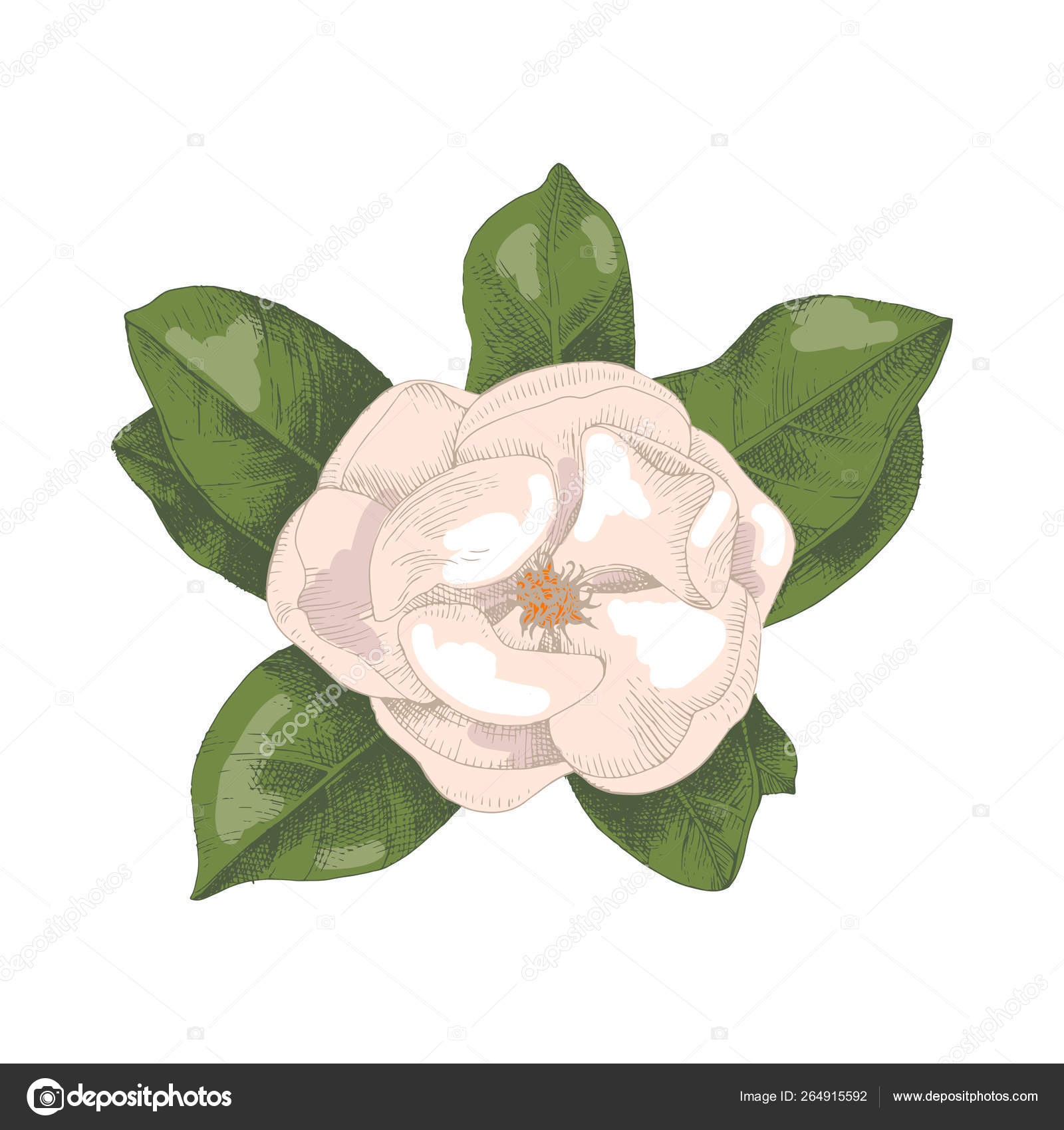 Hand drawn magnolia branch Stock Vector Image by ©mart_m #264915592