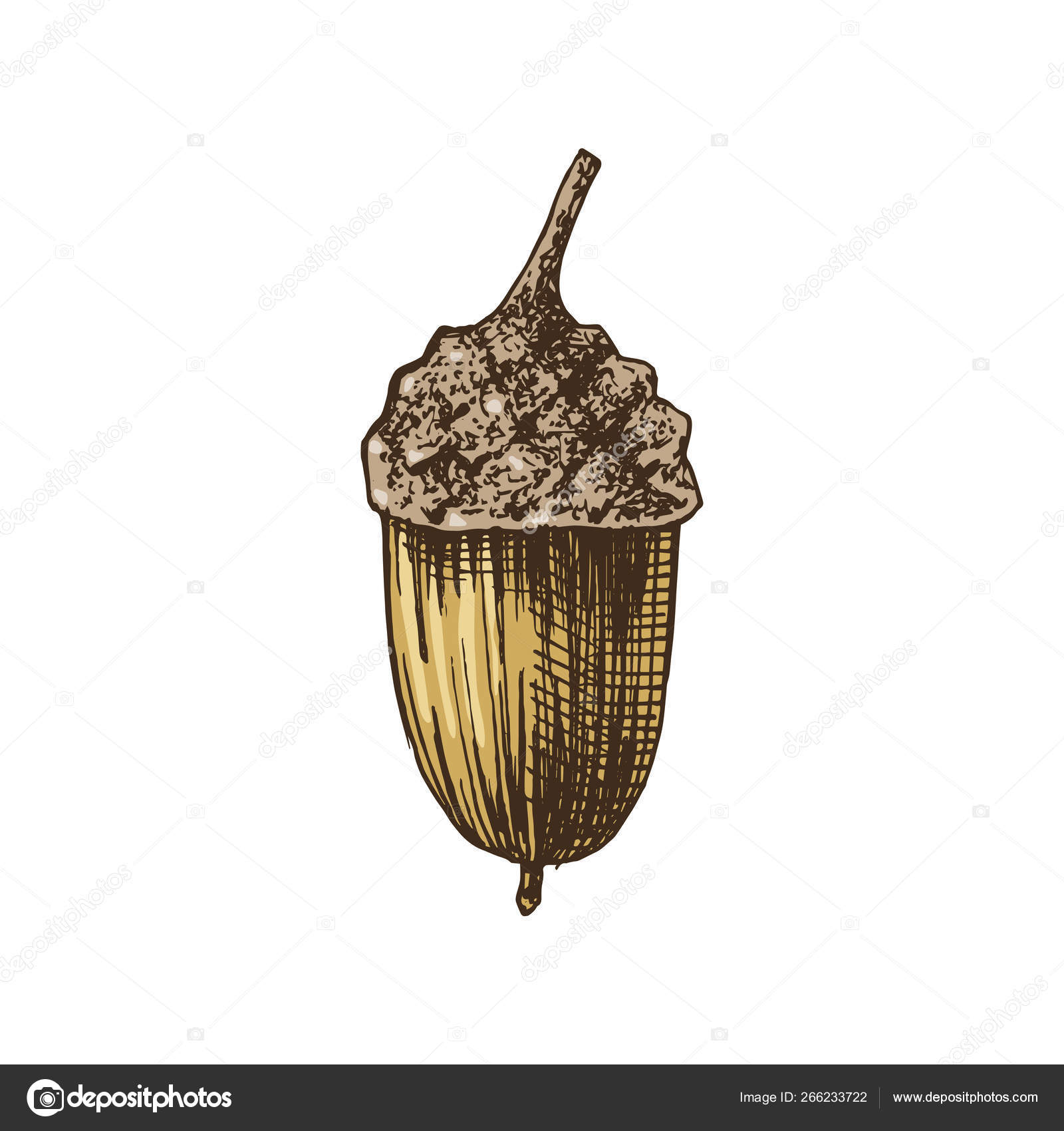 Hand drawn acorn Stock Vector by ©mart_m 266233722