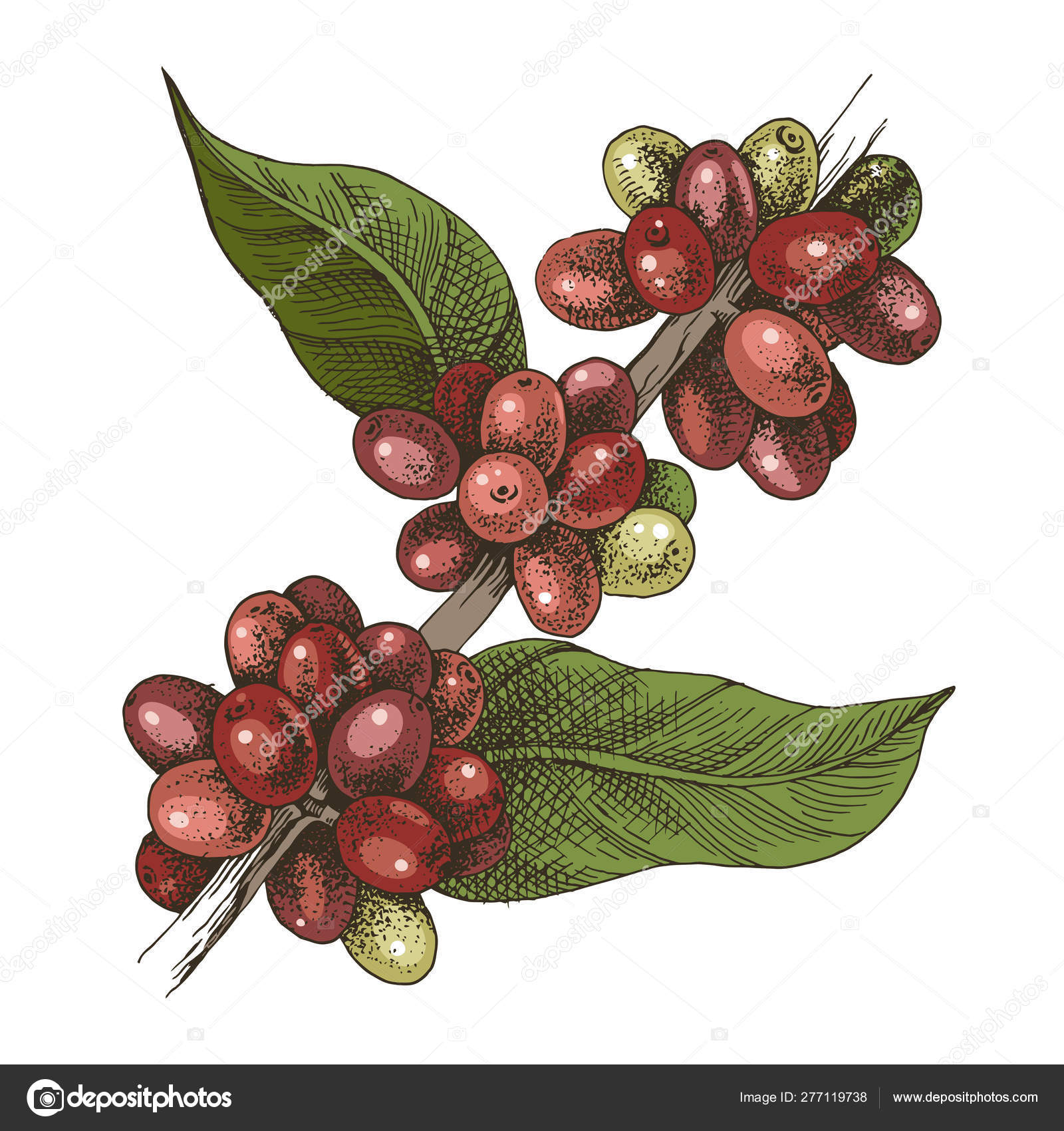 Hand drawn colorful coffee branch Stock Vector Image by ©mart_m #277119738