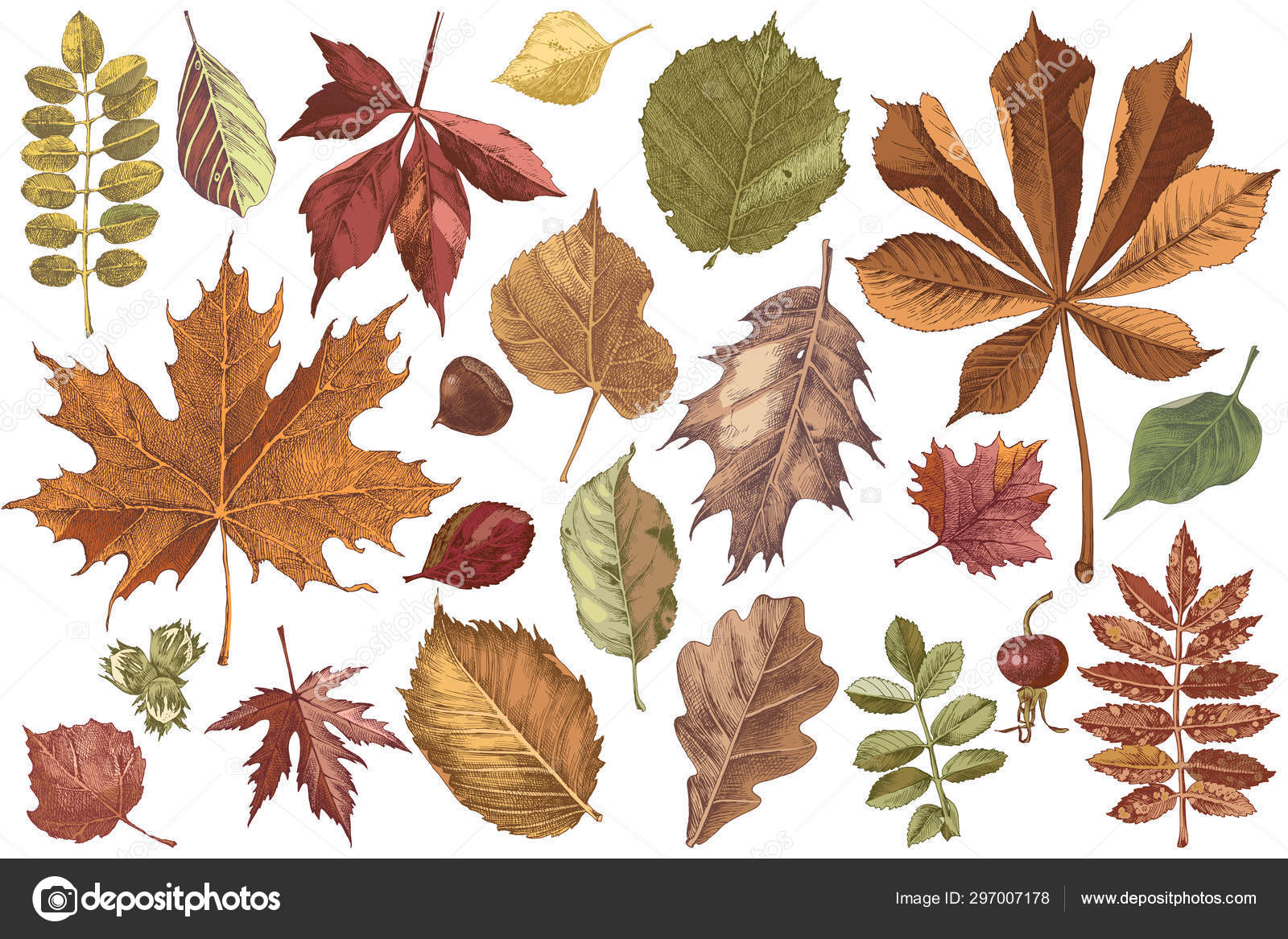 Hand drawn colorful autumn leaves set — Stock Vector © mart_m #297007178