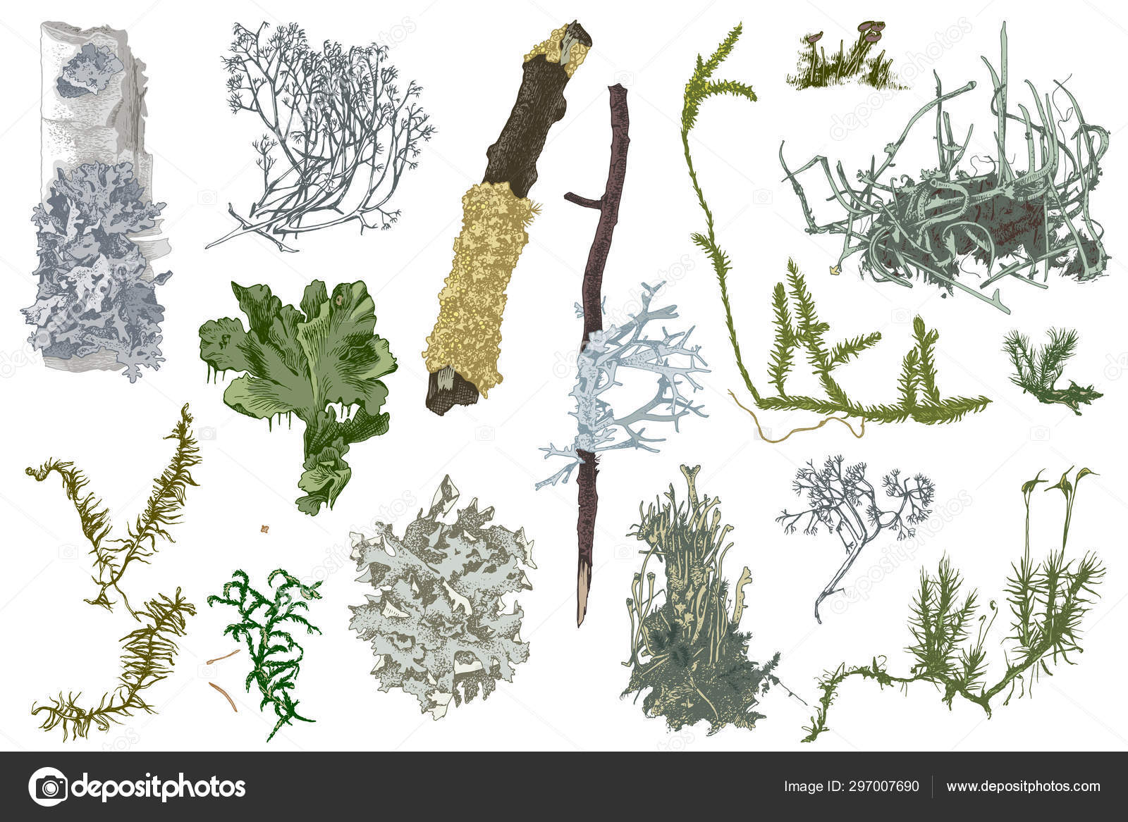 Hand drawn mosses and lichens Stock Vector Image by ©mart_m #297007690