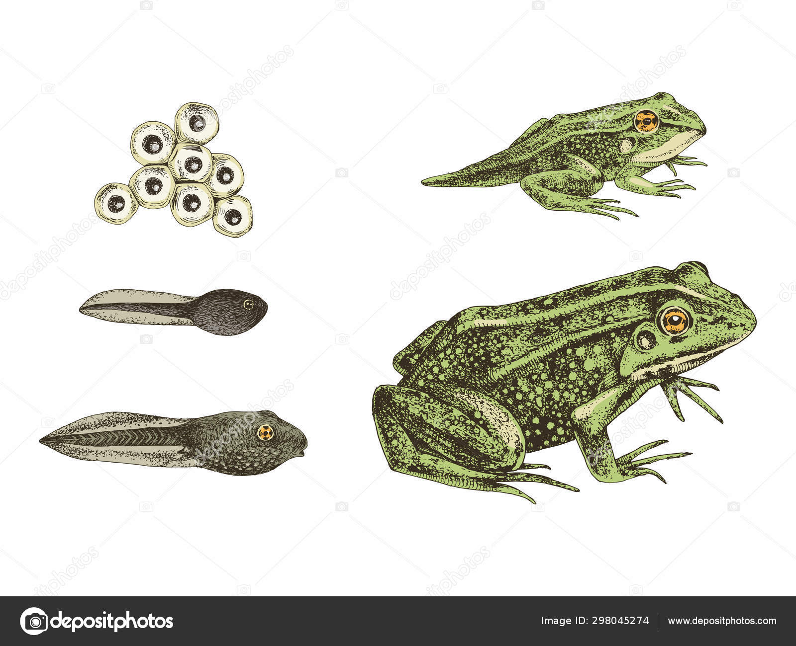 Northern Leopard Frog Life Cycle